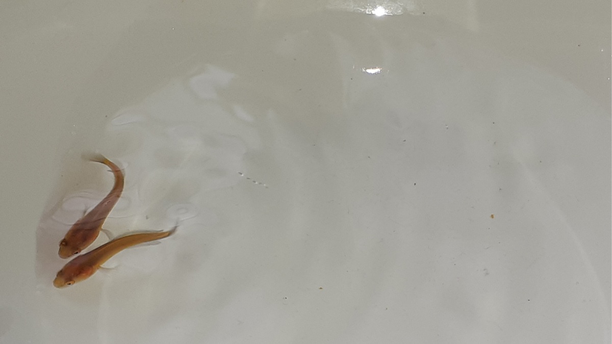 Cara Budidaya Ikan Gabus: Pakan, Bibit dan Rincian Modal